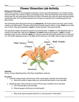 flower dissection lab updated
